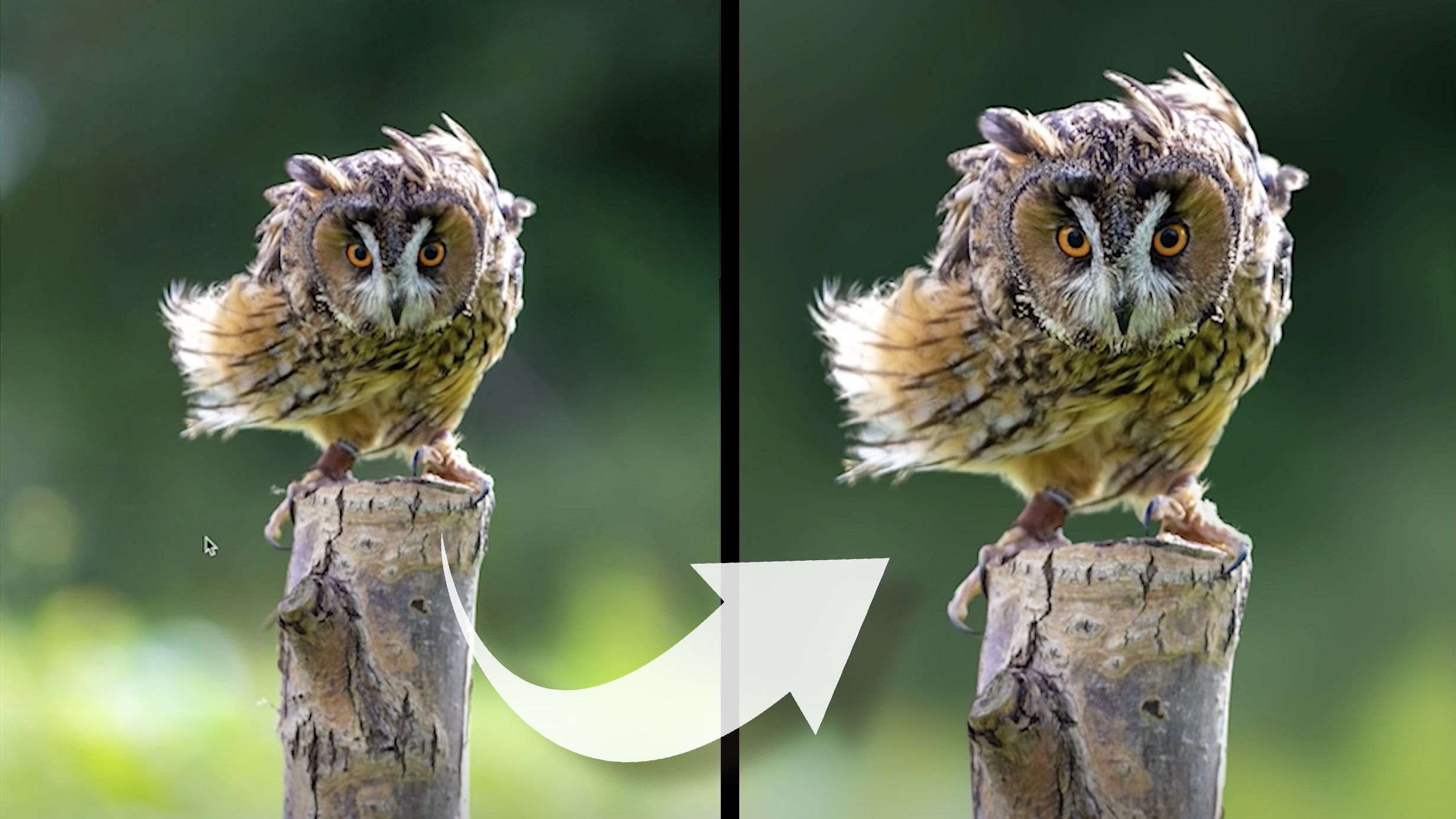 Blur backgrounds the easy way in Photoshop Elements | Digital Camera World