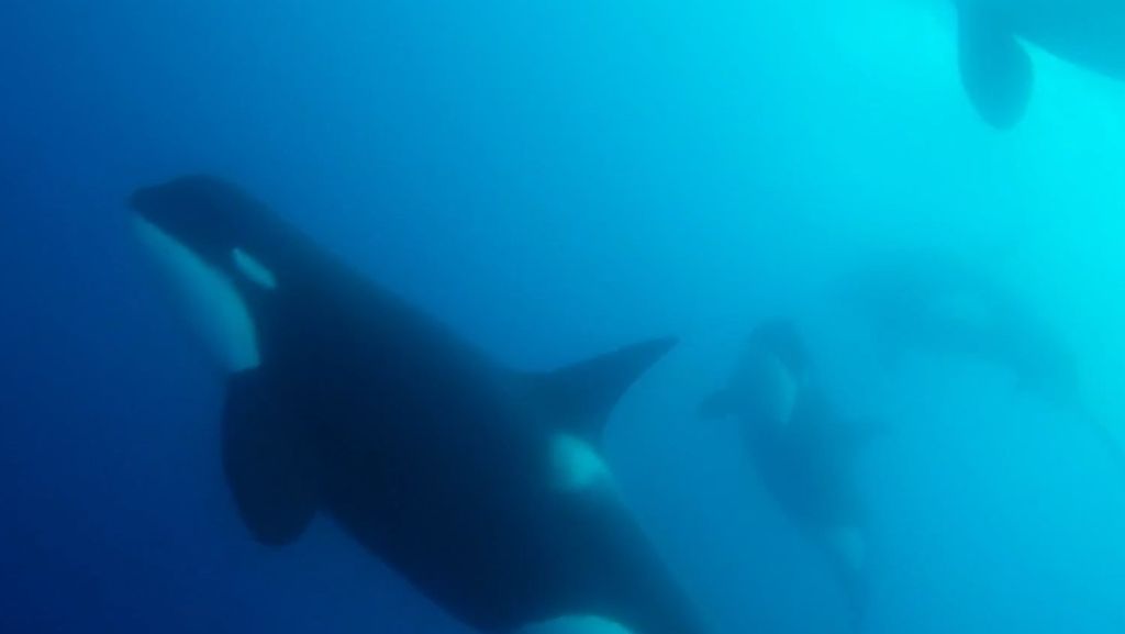 Mystery orcas with bulbous heads wash up dead in unexplained mass ...