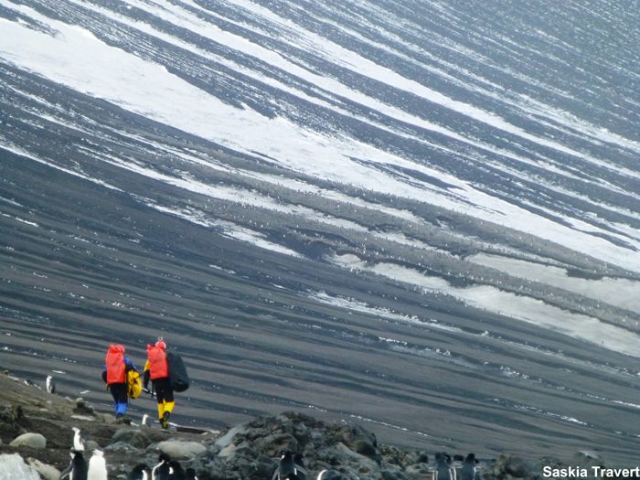 In Photos: The Amazing Penguins of Antarctica | Live Science
