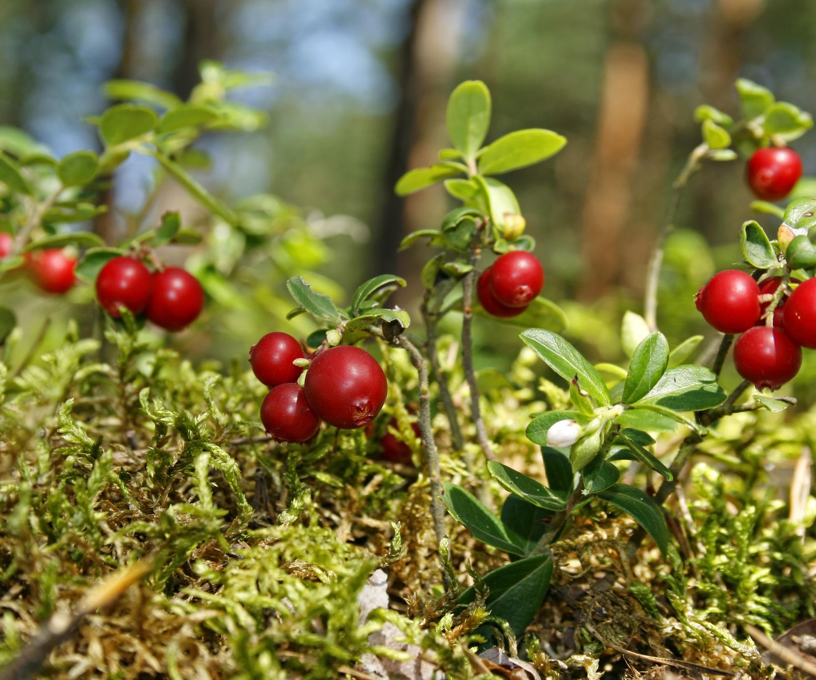 How to plant cranberries - tips to pick the right spot | Homes and Gardens
