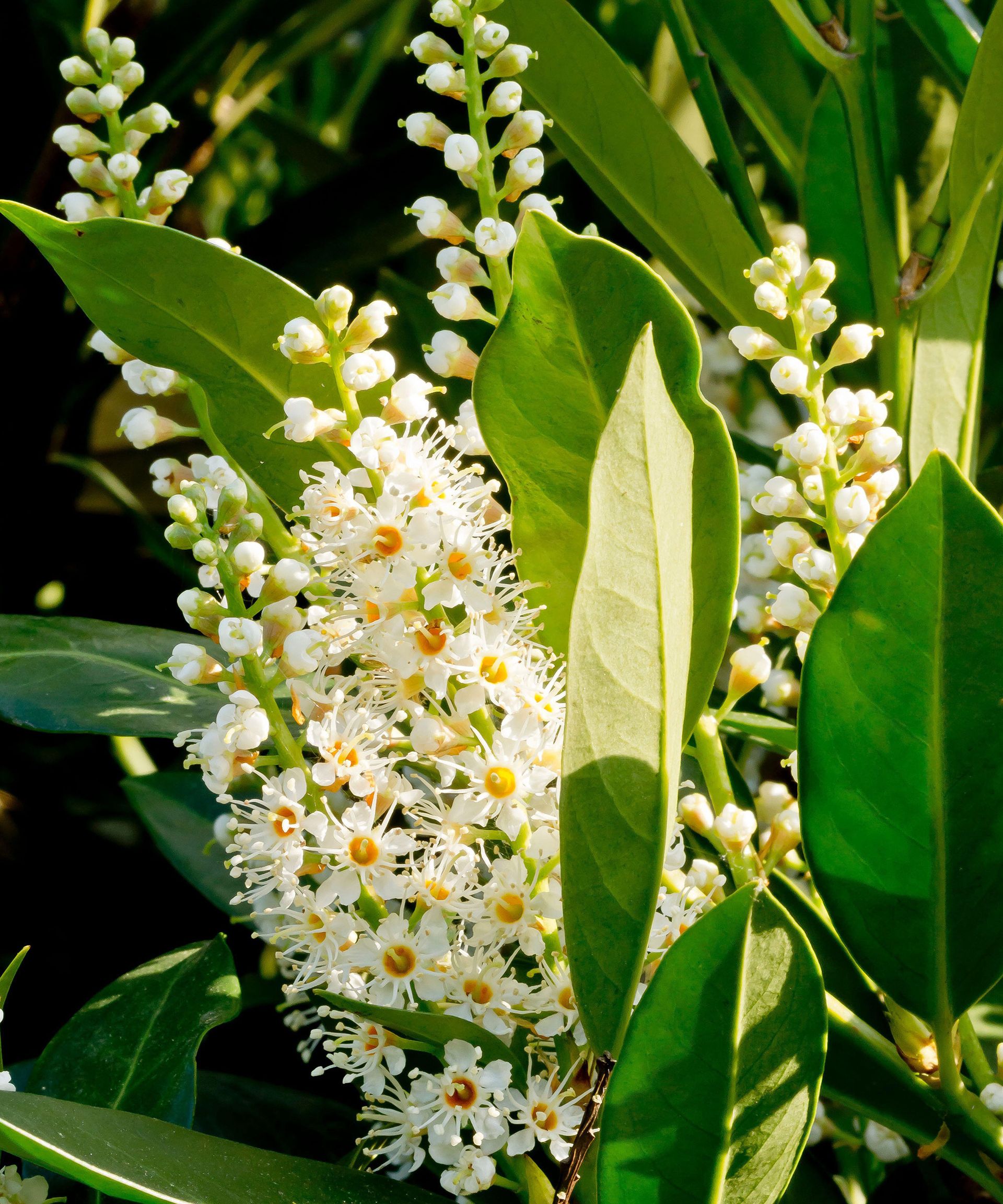 Best evergreen shrubs: 10 choices for year-round interest | Gardeningetc