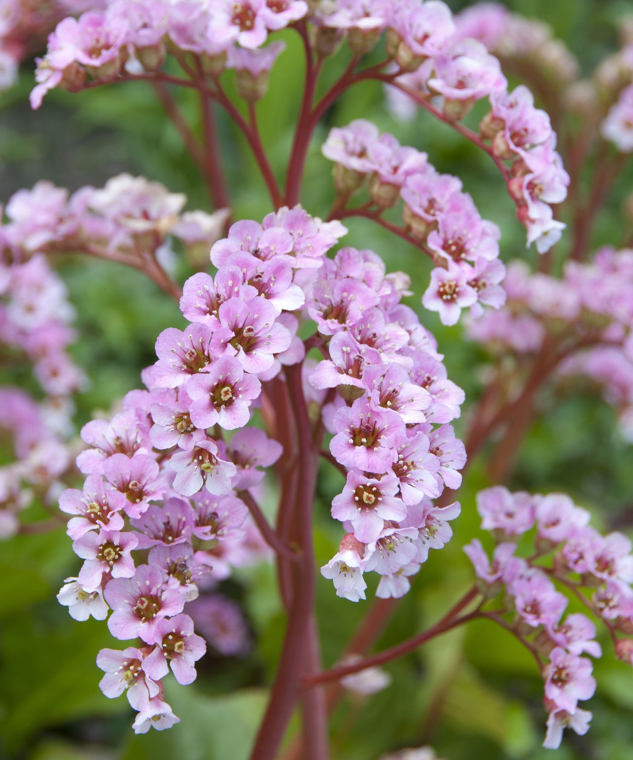 Types of bergenia: 15 varieties for shade and sun | Homes and Gardens
