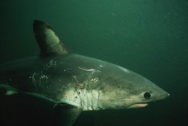 How Sharks Survive Frigid Water | Live Science