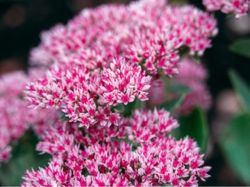 Tips & Information about Sedums | Gardening Know How