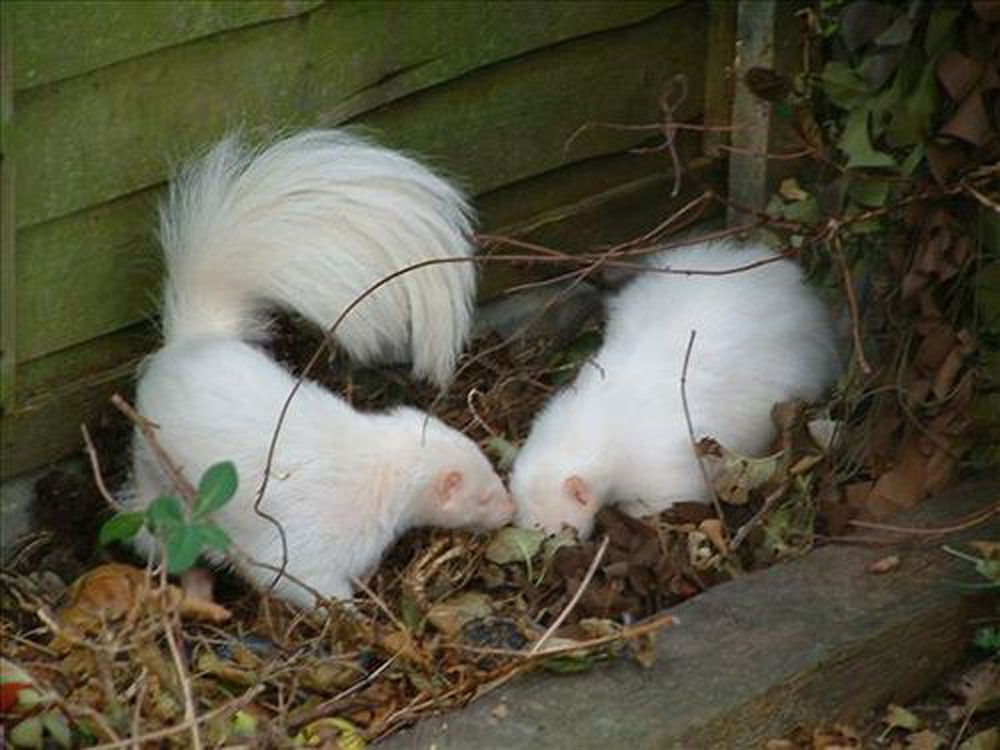 The pink and white album: Amazing albino animals | Live Science