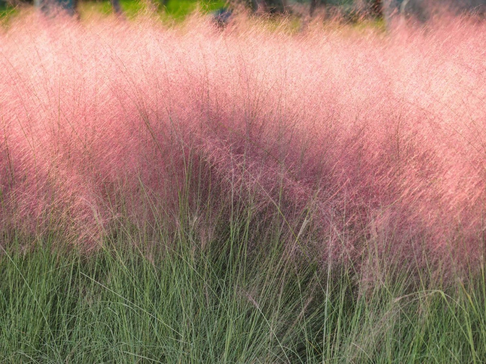 Muhly Grass Care - How To Grow Ornamental Muhly Grass | Gardening Know How