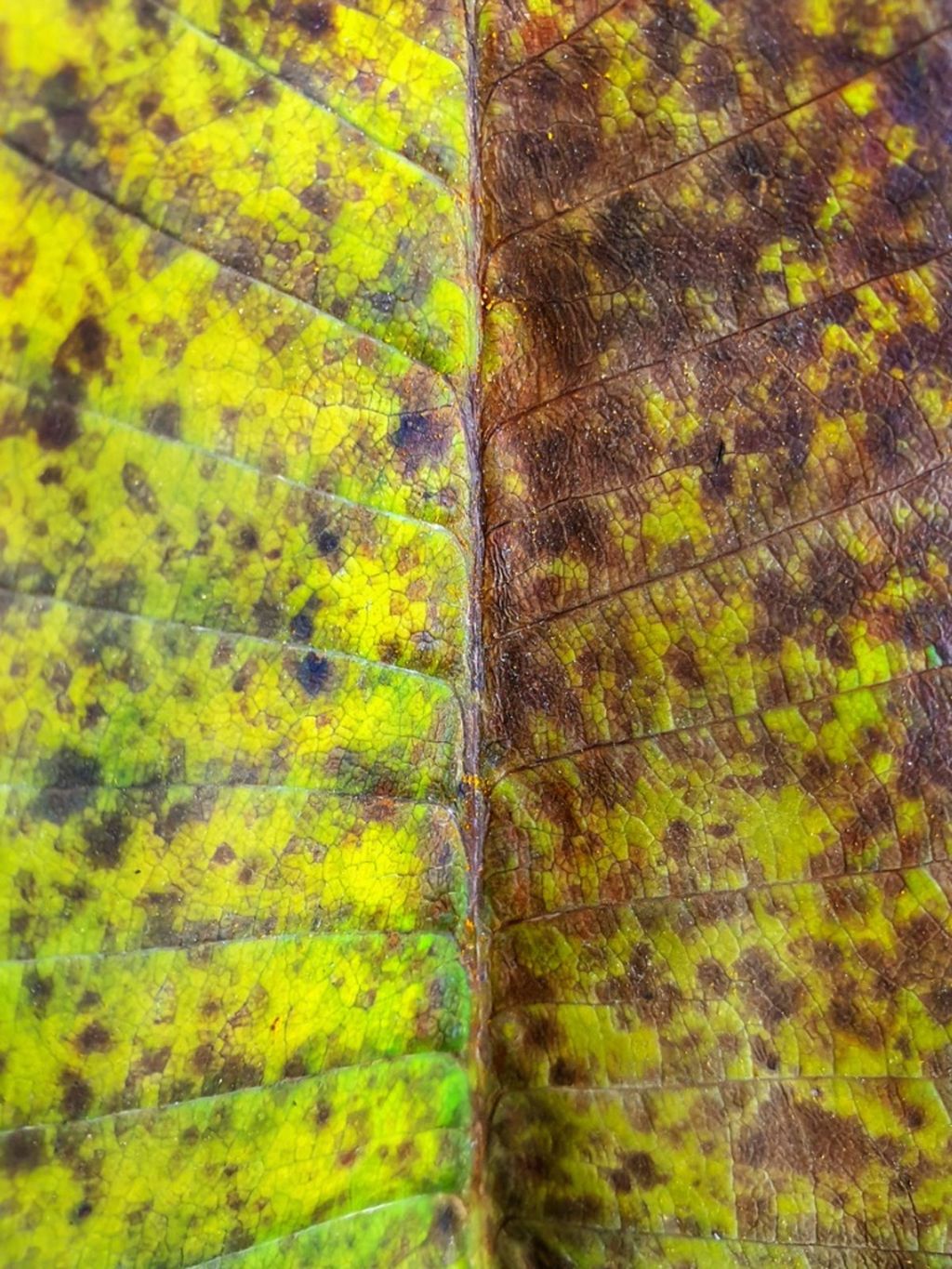 Rust On Plumeria Leaves - Recognizing And Managingg Rust Of Plumeria ...