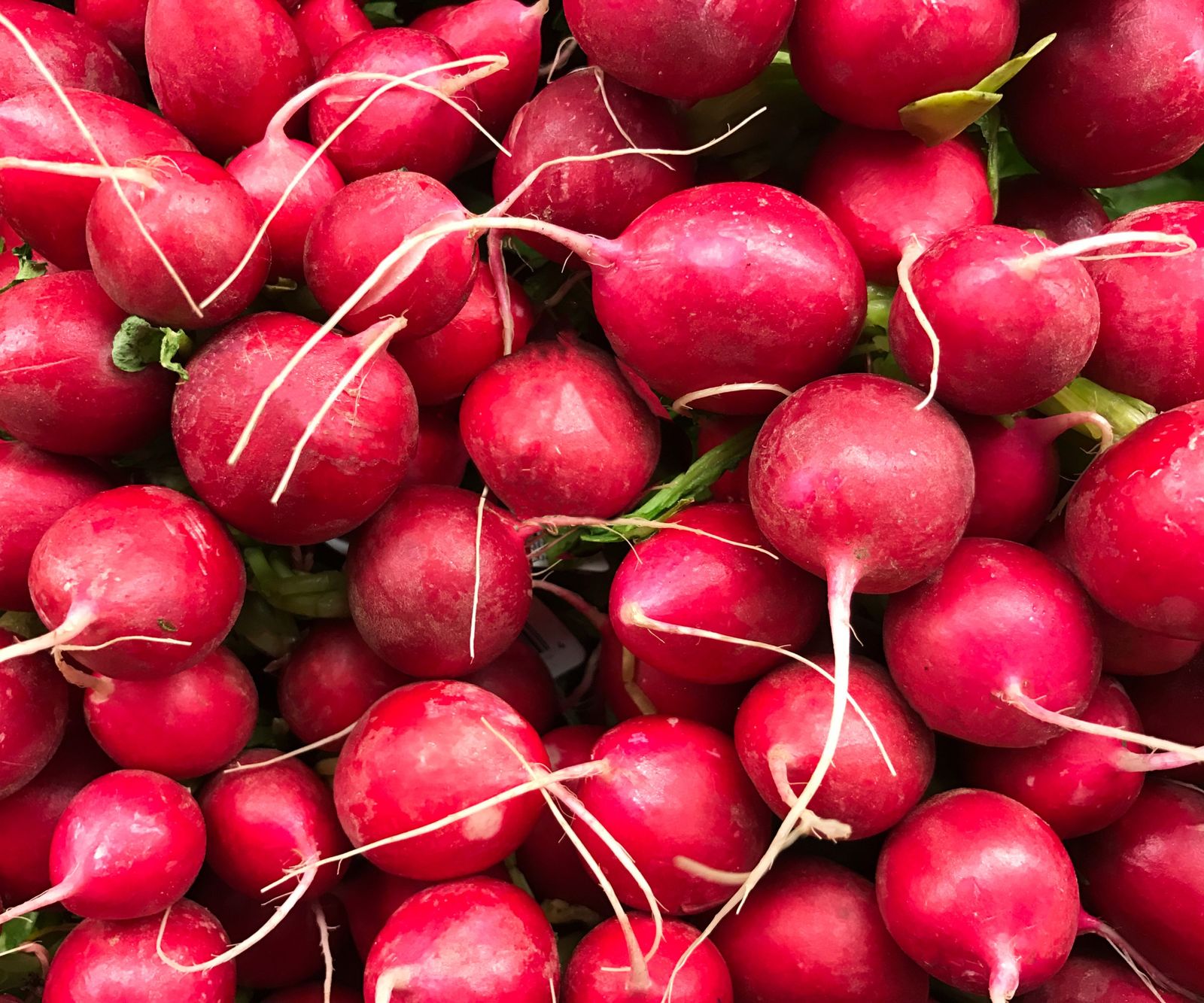 How to grow radishes in pots: expert tips to succeed | Homes and Gardens
