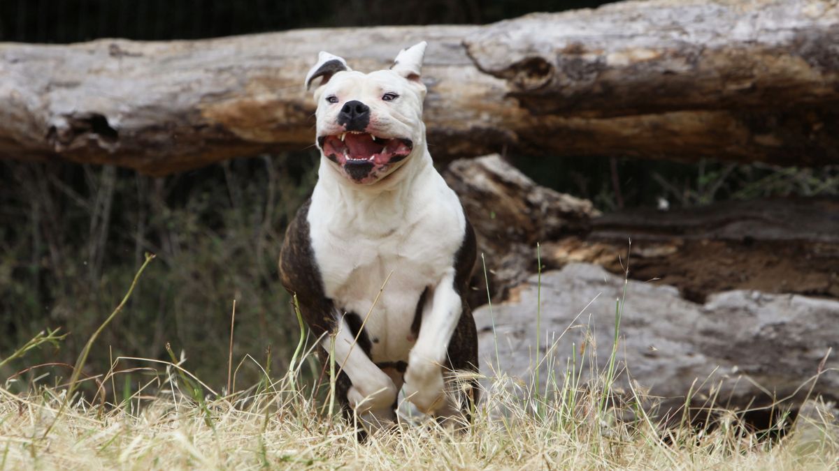 American Bulldog: Breed guide and information | PetsRadar