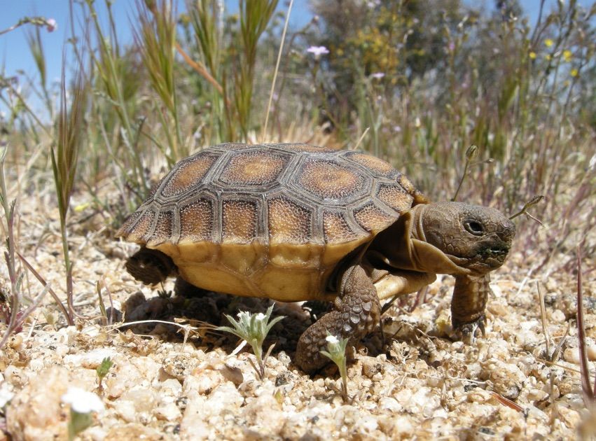 In Photos: Awe-Inspiring Desert Tortoises of the American West | Live ...