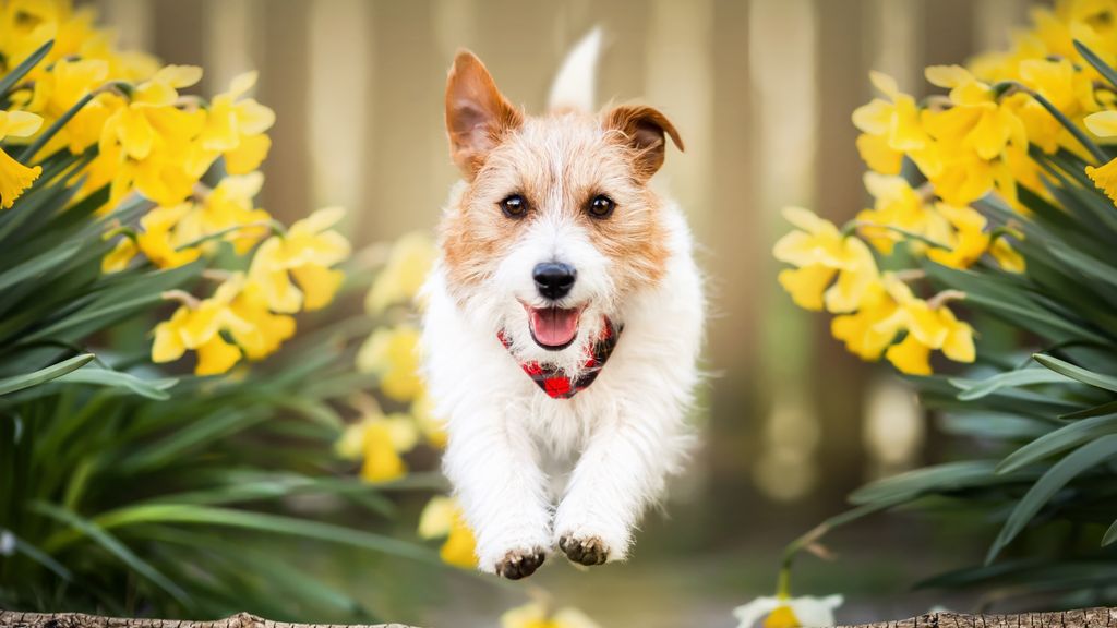 32 amazing things dogs do without even trying | PetsRadar