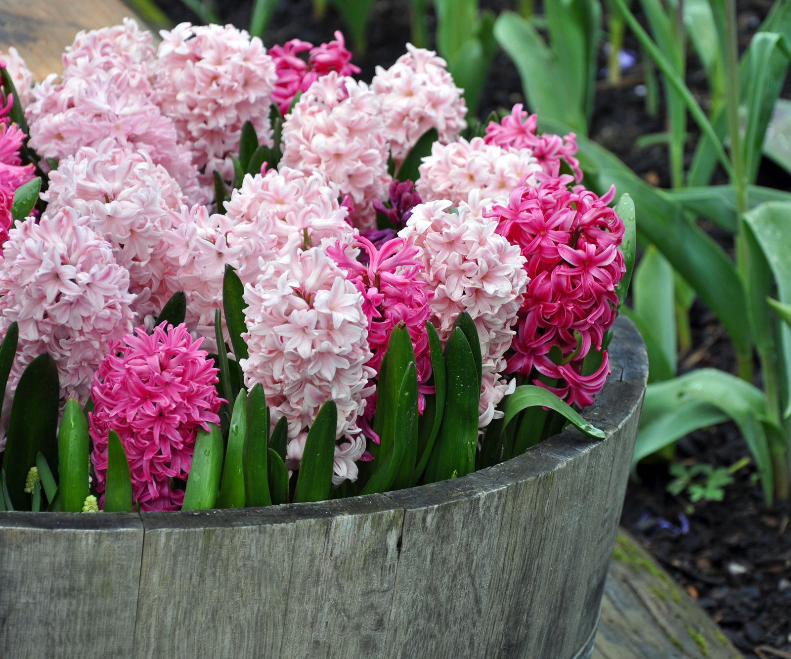 Hyacinth Care Guide: How to Plant & Grow Spectacular Blooms | Gardening ...