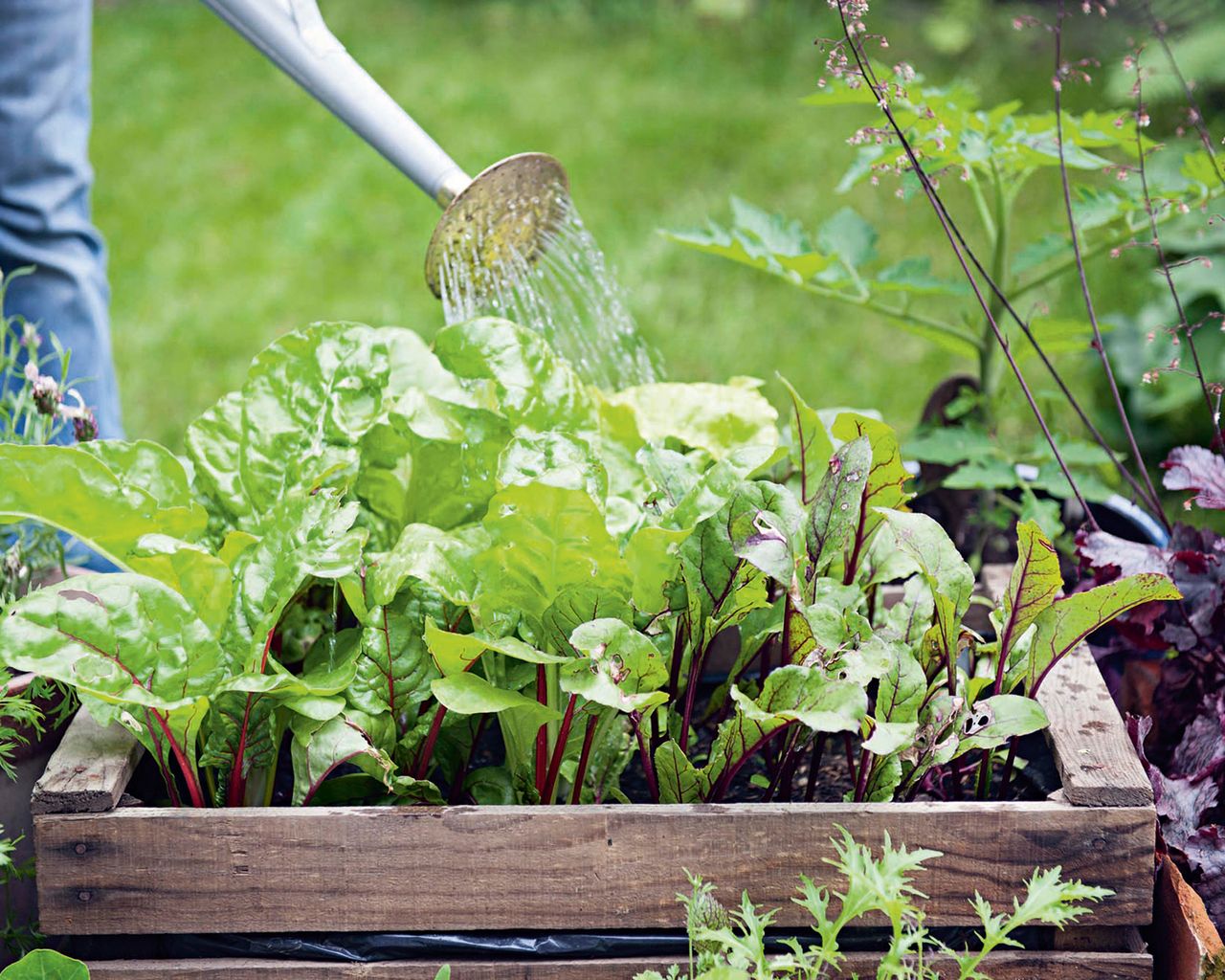 9 Cut And Come Again Crops For Small Spaces | Gardening Know How