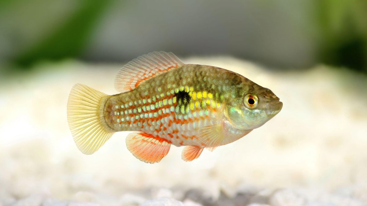 20 fish that clean the tank while looking pretty | PetsRadar