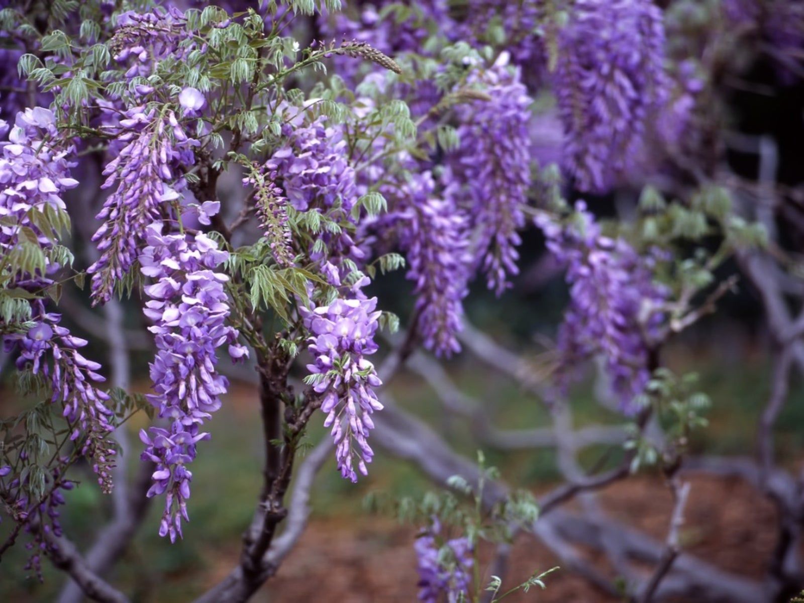 Learn Step By Step How To Prune Wisteria | Gardening Know How