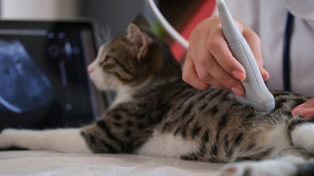 Is my cat pregnant? Vet reveals 9 signs and how to care for them ...