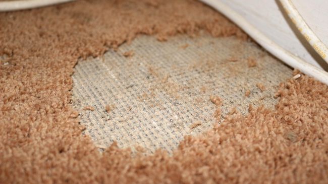 How to get rid of carpet moths — 5 easy, expert-approved methods | Tom ...
