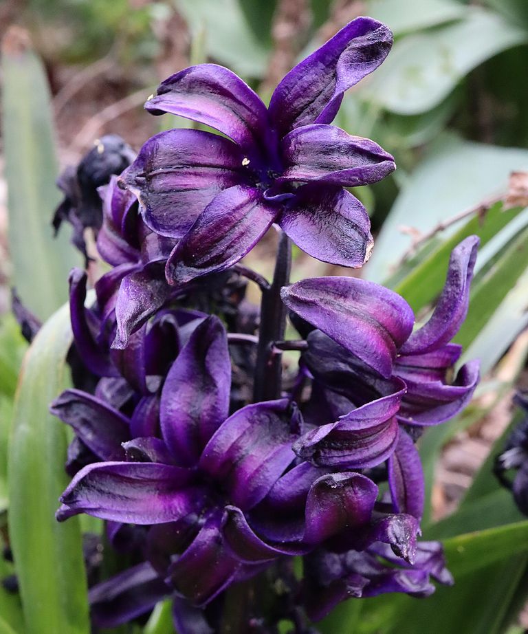Best hyacinth varieties – 15 seasonal bulb choices | Homes and Gardens