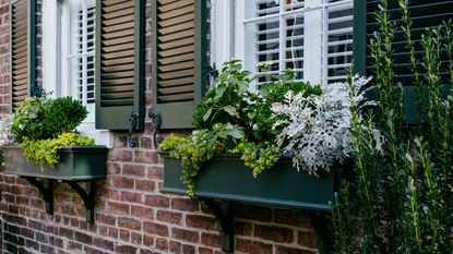 How to plant a window box for shade: an expert step-by-step | Homes and ...