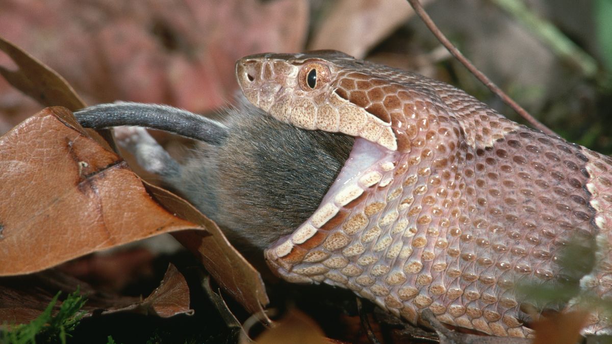 Copperhead snakes: Facts, bites & babies | Live Science