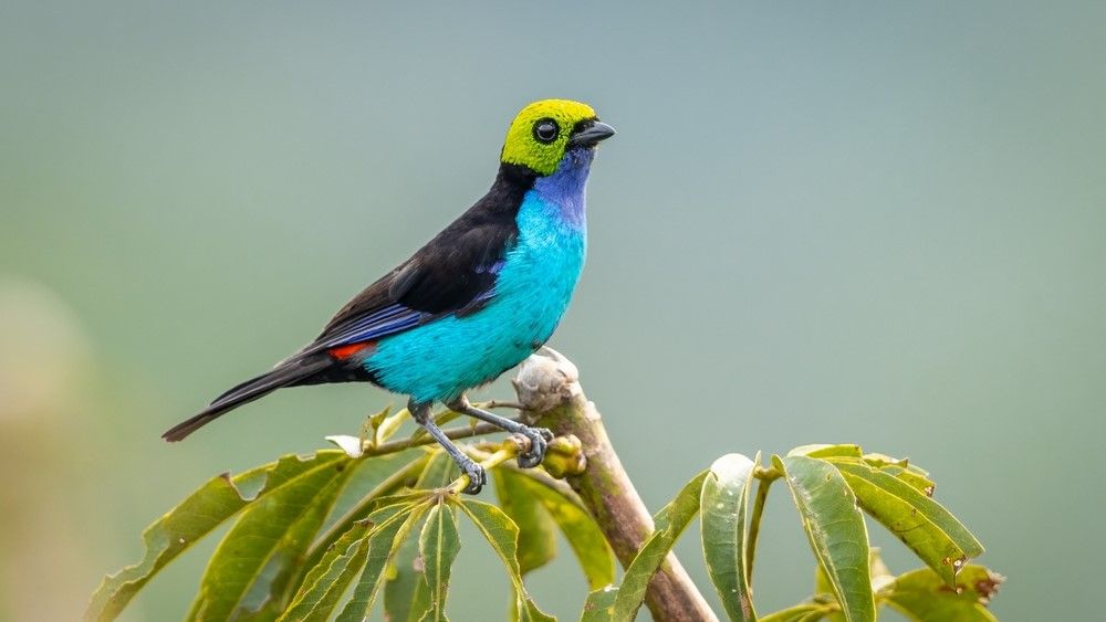 32 of the most colorful birds on Earth | Live Science