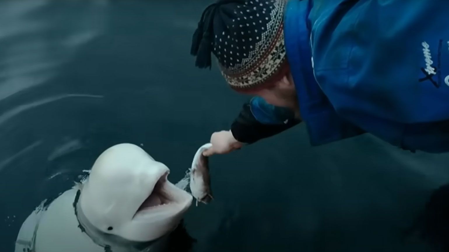 Scientists claim to have discovered origins of Russian "spy" whale ...