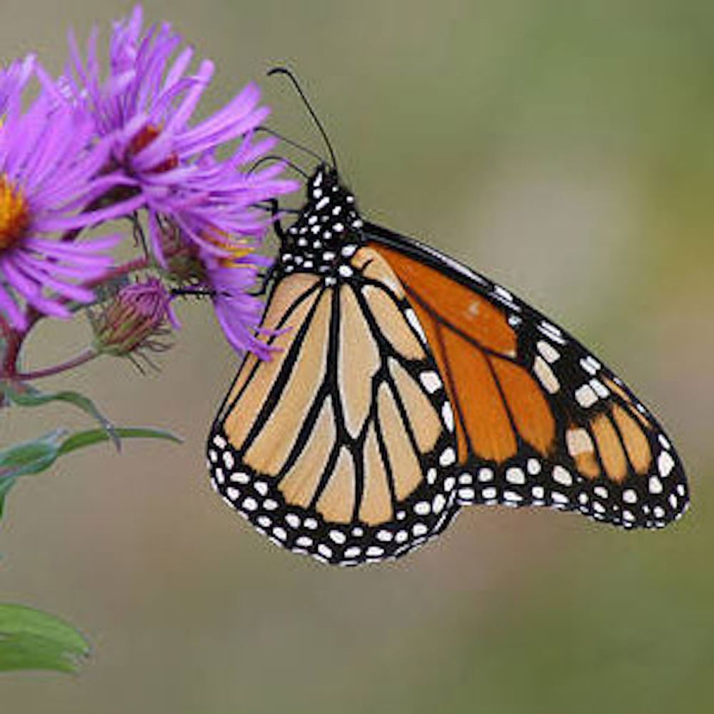 In Photos: The Spectacular Migration of Monarch Butterflies | Live Science