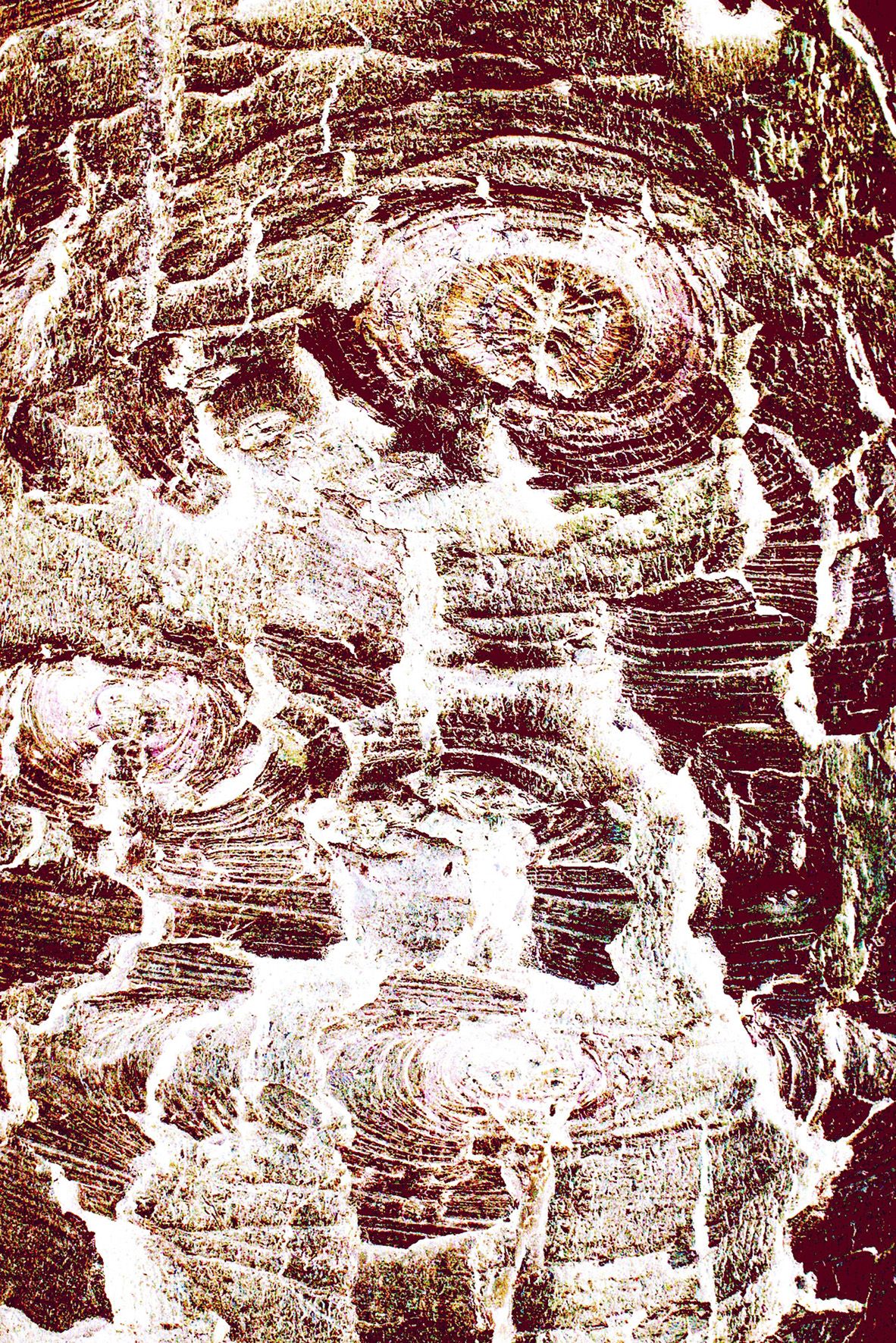 Stunning image of spider scoops Scottish Nature Photography Awards 2022 ...