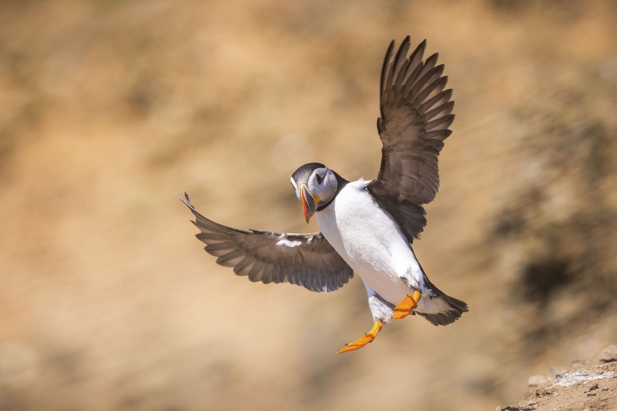 10 pro tips for puffin portraits: take amazing wildlife shots with your ...
