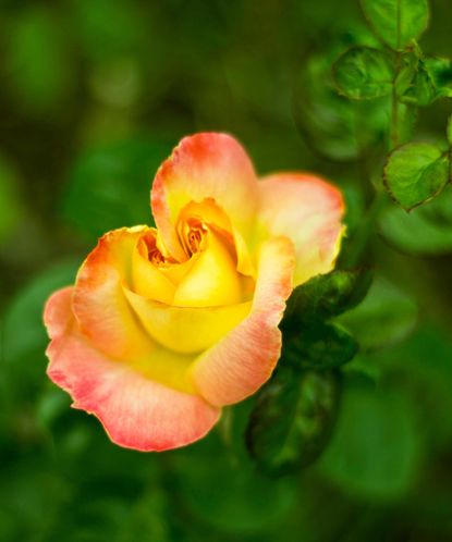The best fragrant roses: 10 scented varieties for a garden | Homes and ...