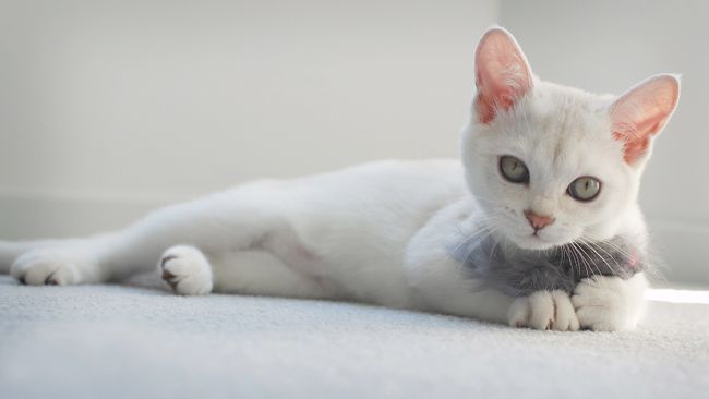 32 types of rare cat breeds | PetsRadar