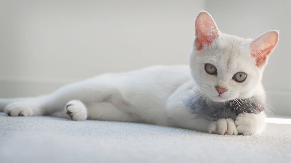 32 types of rare cat breeds | PetsRadar