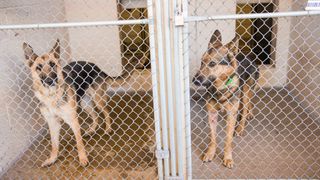 10 things you didn’t know about Joe Biden’s dogs | PetsRadar