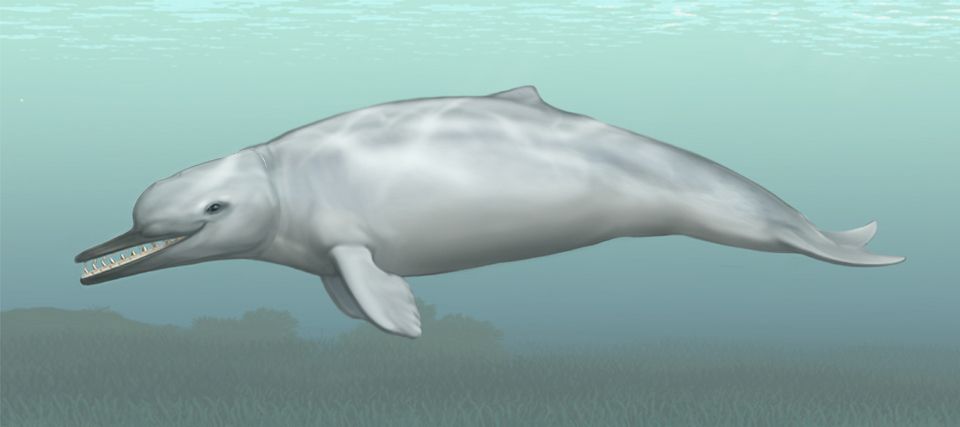 Ancient Whale Fossils Reveal Early Origin of Echolocation | Live Science