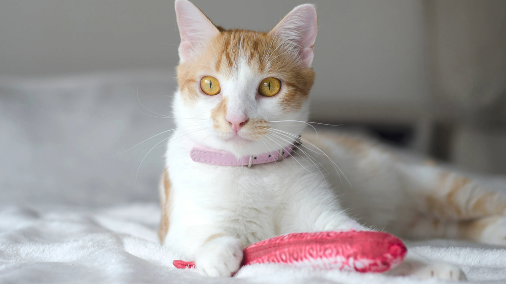 Why does my cat bring me toys and other ‘gifts’? | PetsRadar