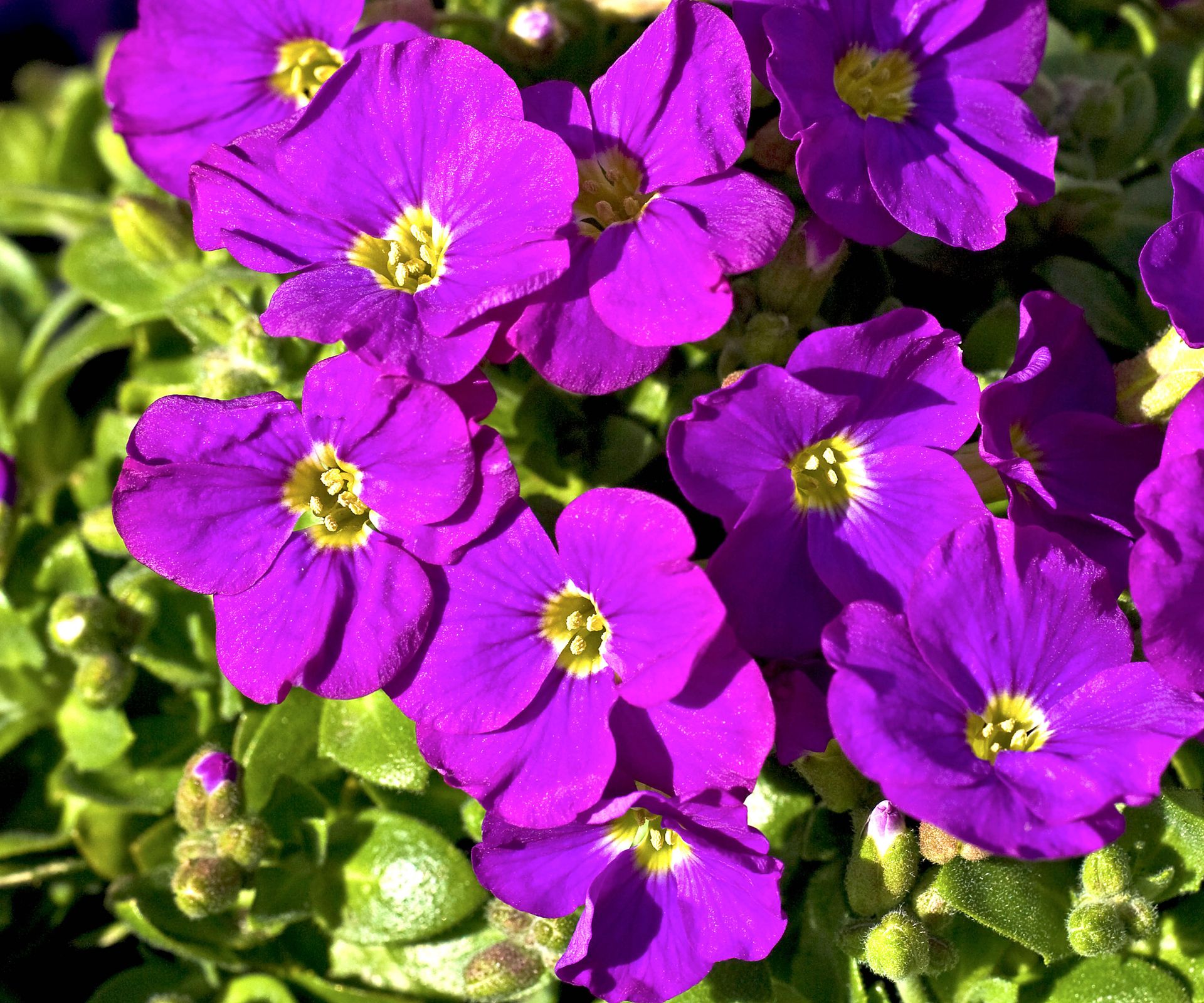 Rock garden plants: Top 10 varieties and how to grow them | Homes and ...