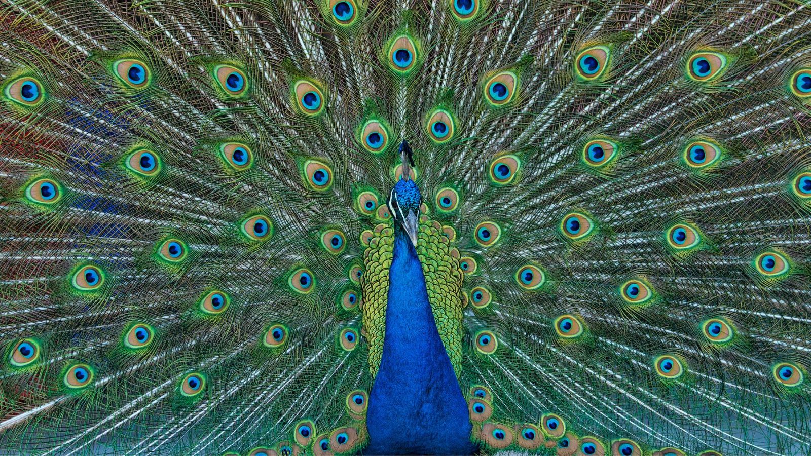 The unusual dining rituals enjoyed by aristocrats through history ...