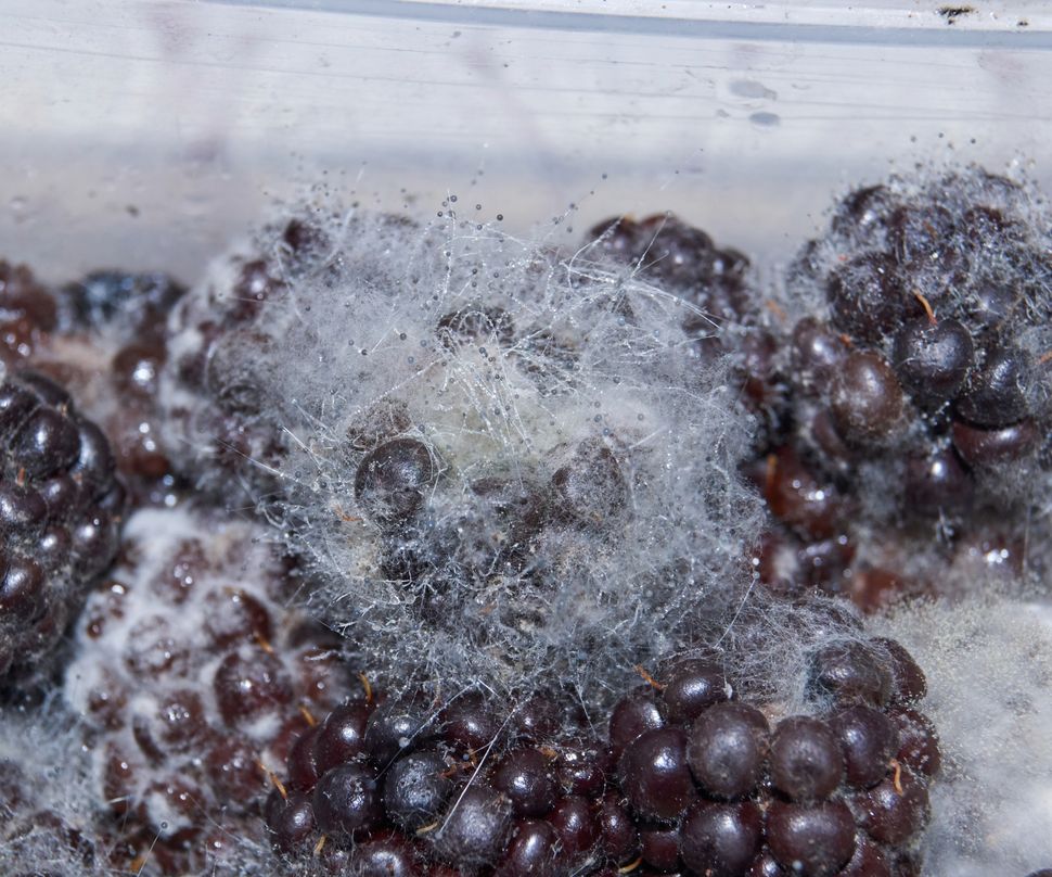 10 types of mould you might find in your home | Homebuilding