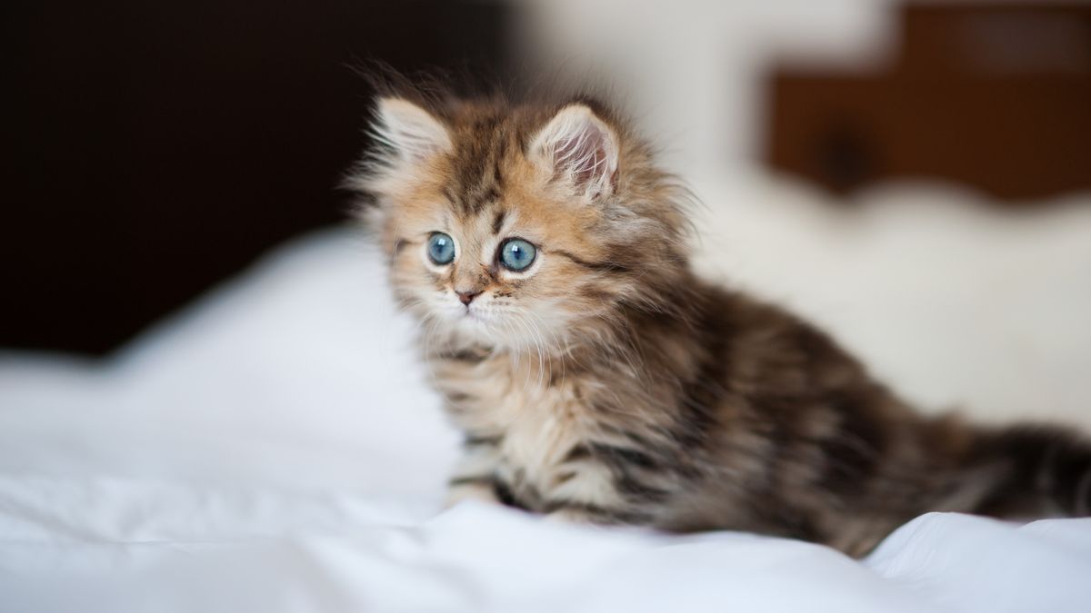 32 facts about kittens | PetsRadar
