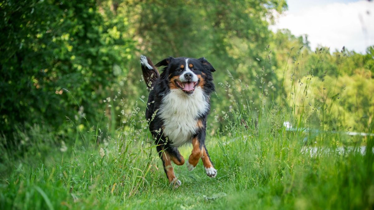 Best farm dogs for herding, protection and pest control | PetsRadar