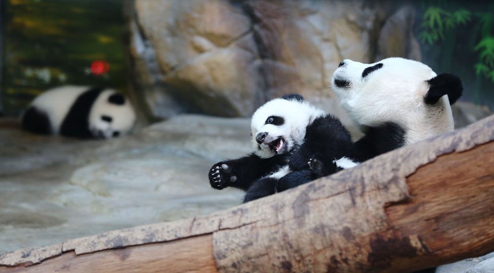Ten arrested after female giant panda killed and mutilated | The Week