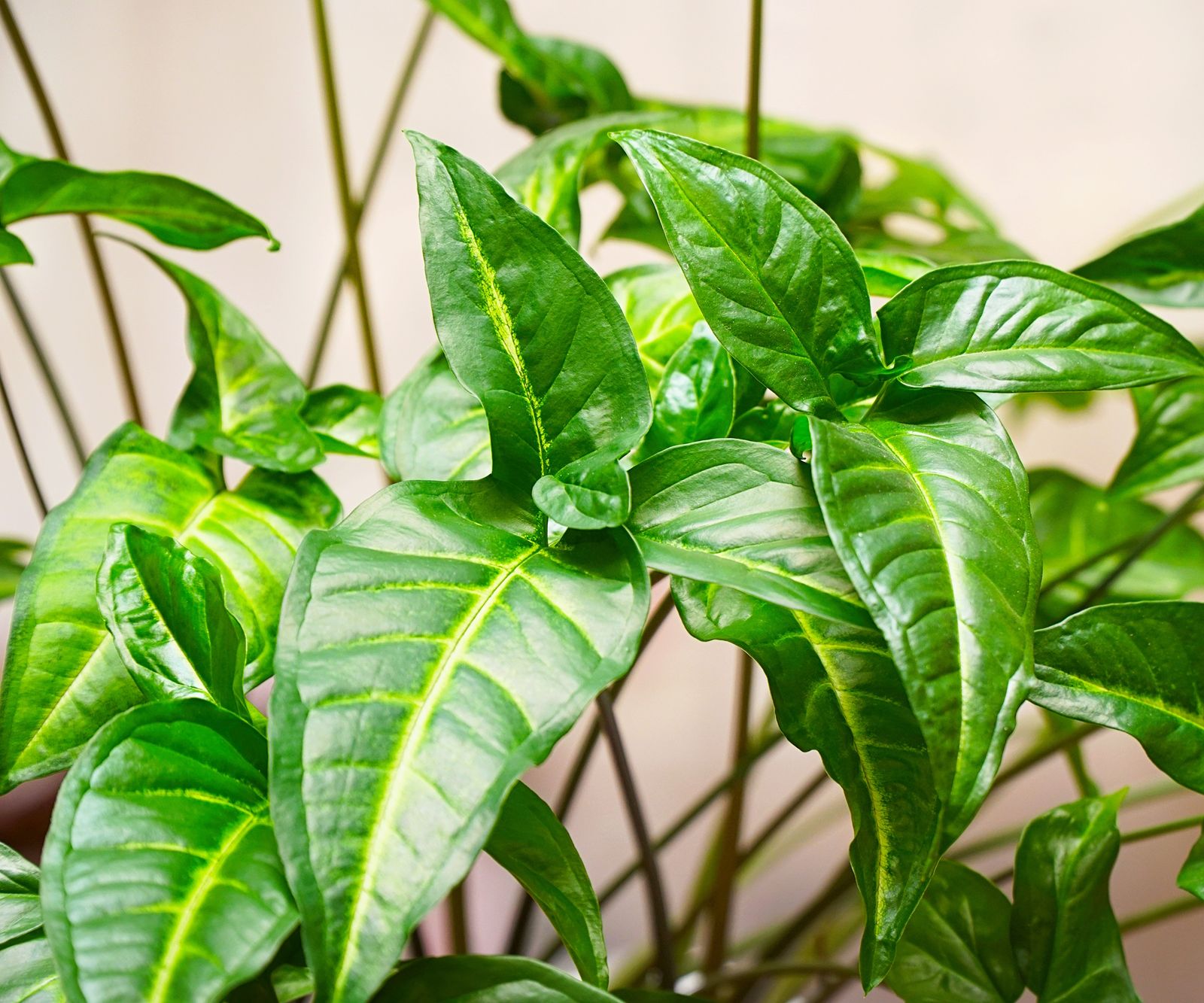 How to propagate an arrowhead plant: a step-by-step guide | Homes and ...