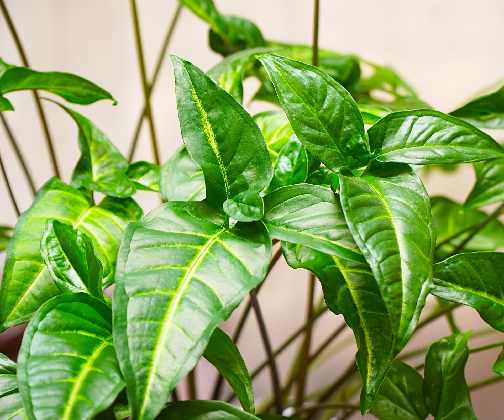 How to propagate an arrowhead plant: a step-by-step guide | Homes and ...