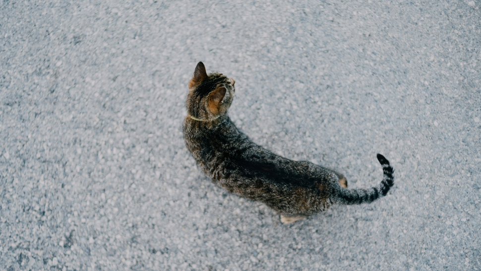 Why is my cat walking in circles? Vet shares key causes and what to do ...