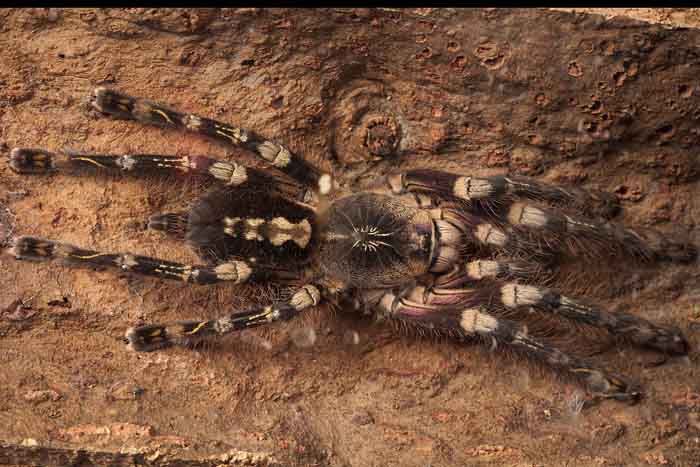 In Photos: The Amazing Arachnids of the World | Live Science