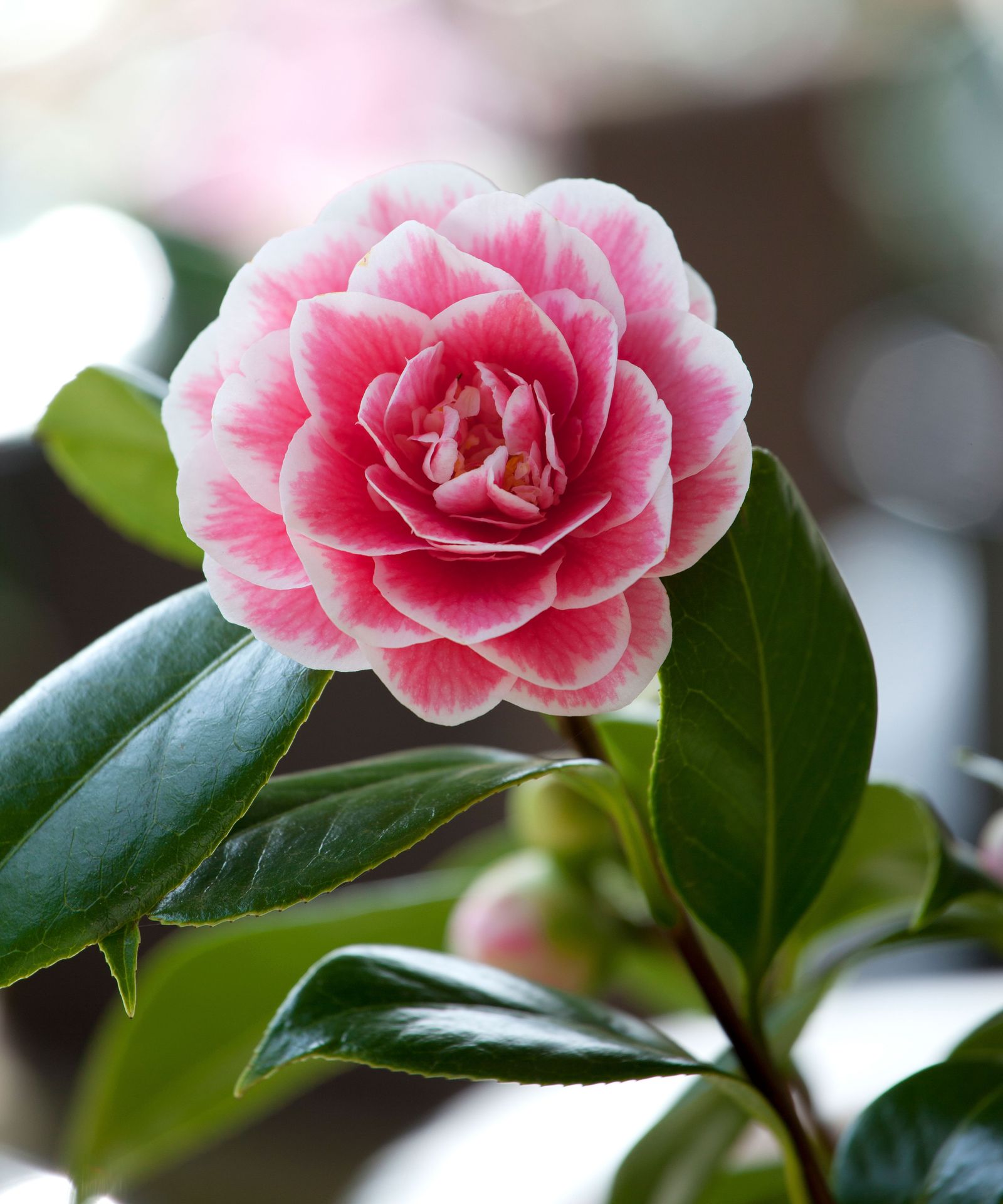 Best winter flowers – 14 ideas to brighten up your garden | Homes and ...