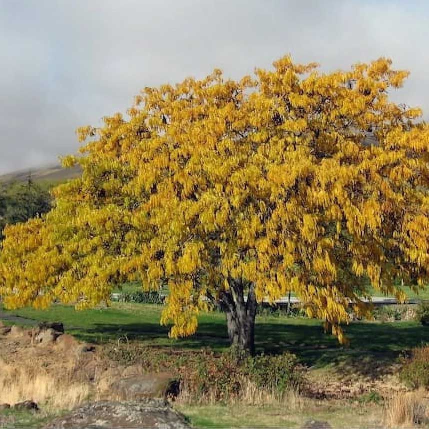 What are bare root plants and when should I plant them | Livingetc