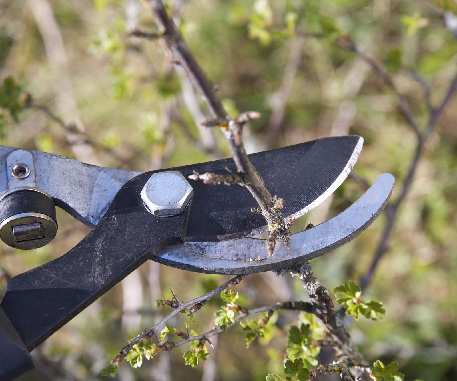 How to prune rambling roses: to revive these vigorous plants | Homes ...