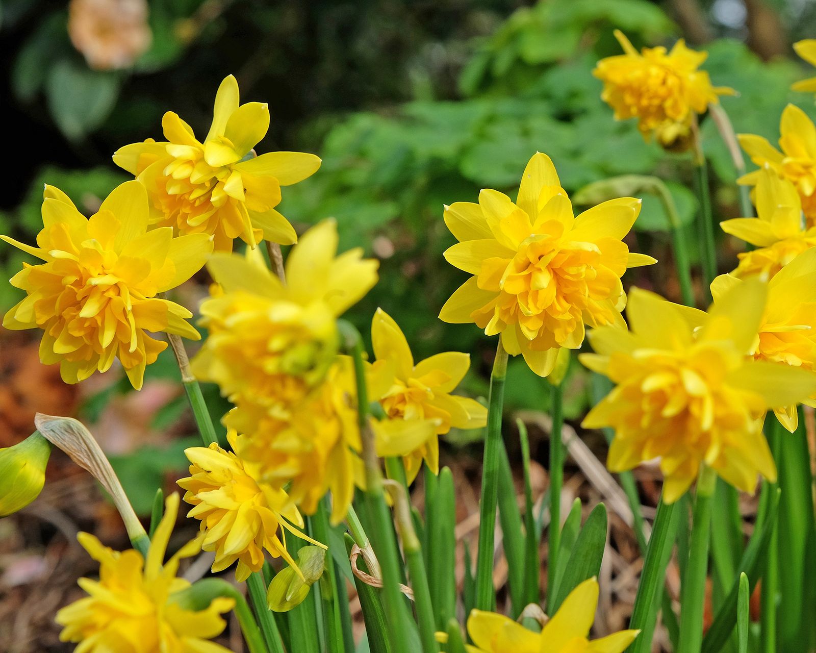 10 Groundhog-Resistant Plants to Protect Your Garden | Gardening Know How