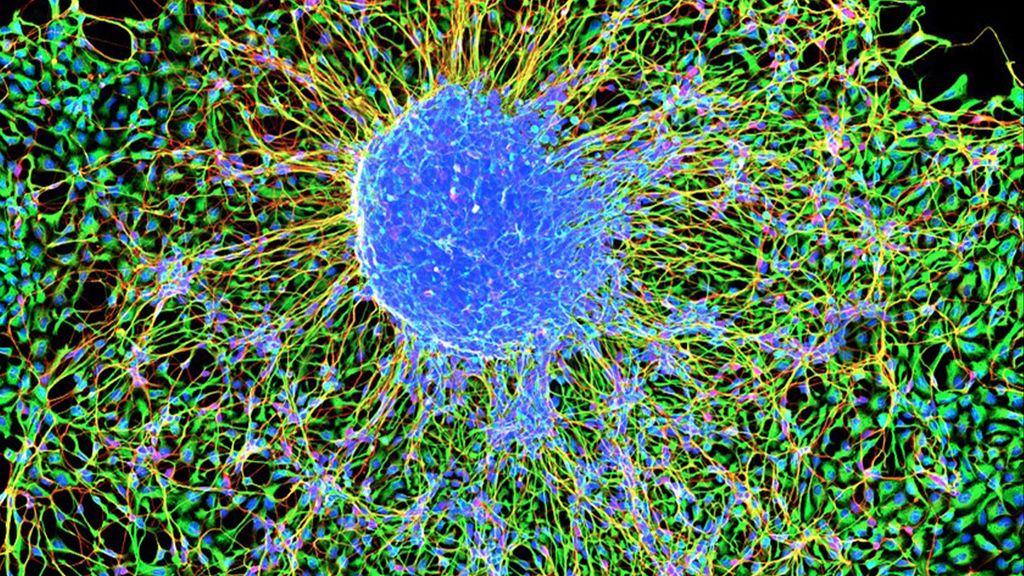 Scientists reveal the hidden math that governs how neurons cluster in ...
